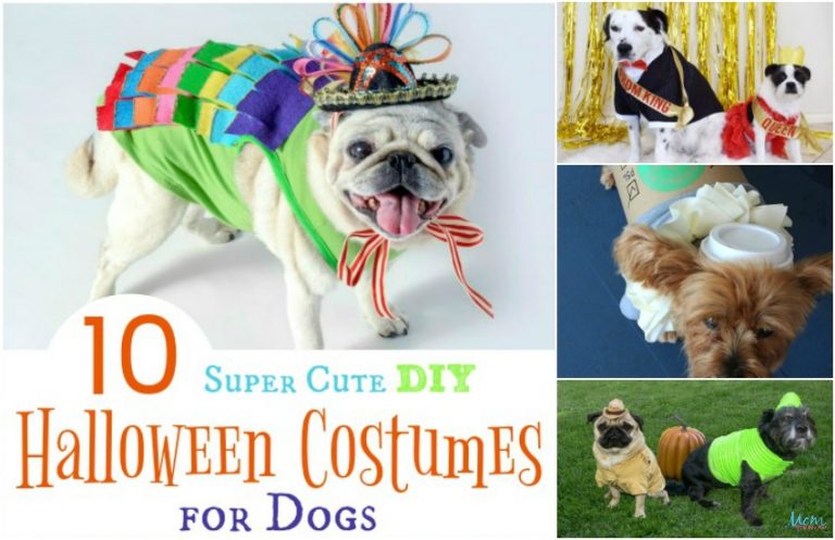 Spooky Fun Without the Scare: Keep Your Pets Safe on Halloween - Mom ...