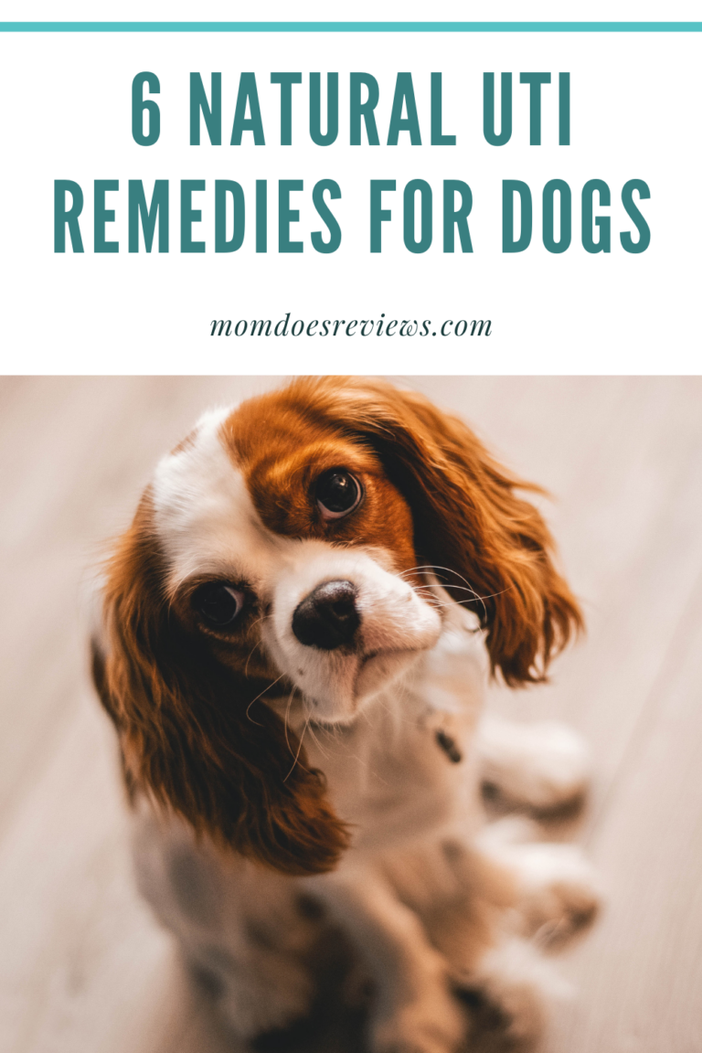 6 Natural UTI Remedies for Dogs You Should Know - Mom Does Reviews