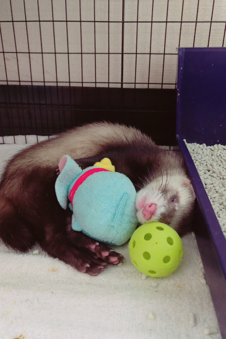 Best Non-Traditional Pets for Kids Apart from Cats and Dogs - Mom Does ...
