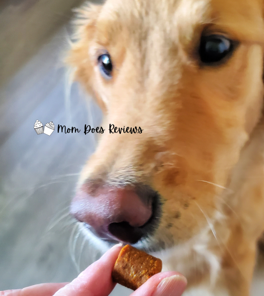 Meet Project Watson: Pioneering Premium Dog Care for Pet Parents # ...