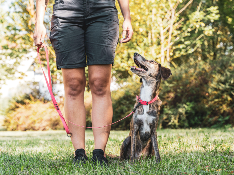 Top Dog Training Programs for Families in Charleston, SC: Guidance for ...